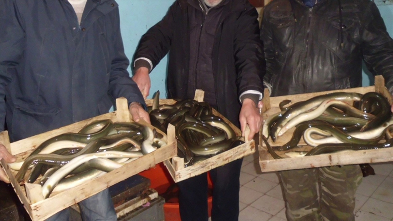 Yılan balığı izin belgesiyle avlanacak - Ekonomim