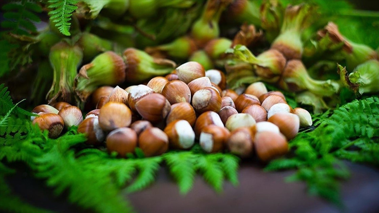 Giresun Tombul Fındığı AB tarafından tescillendi - Nasıl Bir Ekonomi